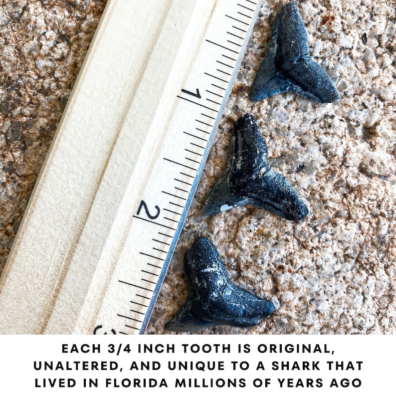 Real Shark Tooth Necklace Style 5 Surfer - Etsy