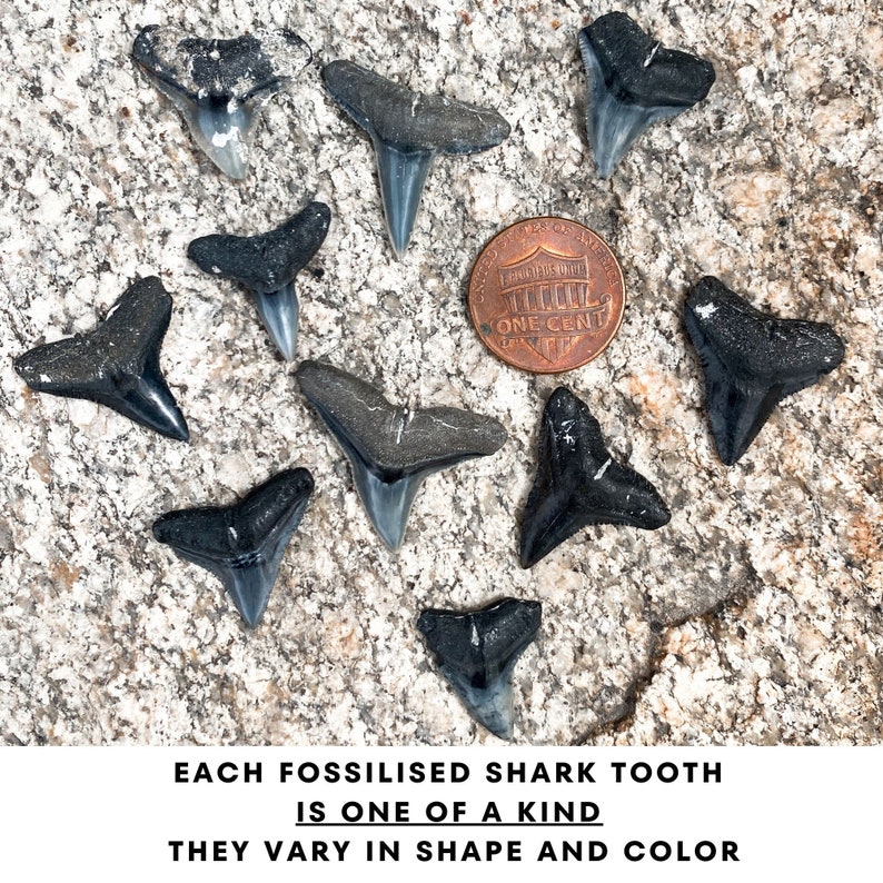 Real Shark Tooth Necklace Style 5 Surfer - Etsy