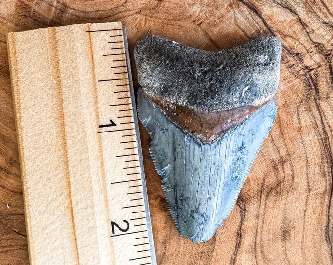 2 -inch Light Gray/brown Megalodon Tooth for Sale - Megalodon Shark ...