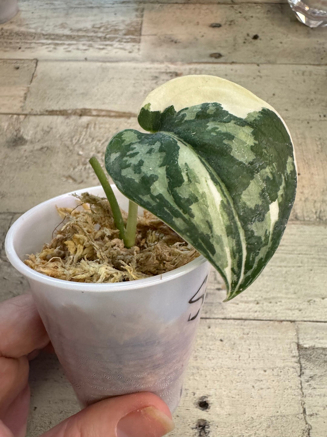 Scindapsus Mayari - Etsy