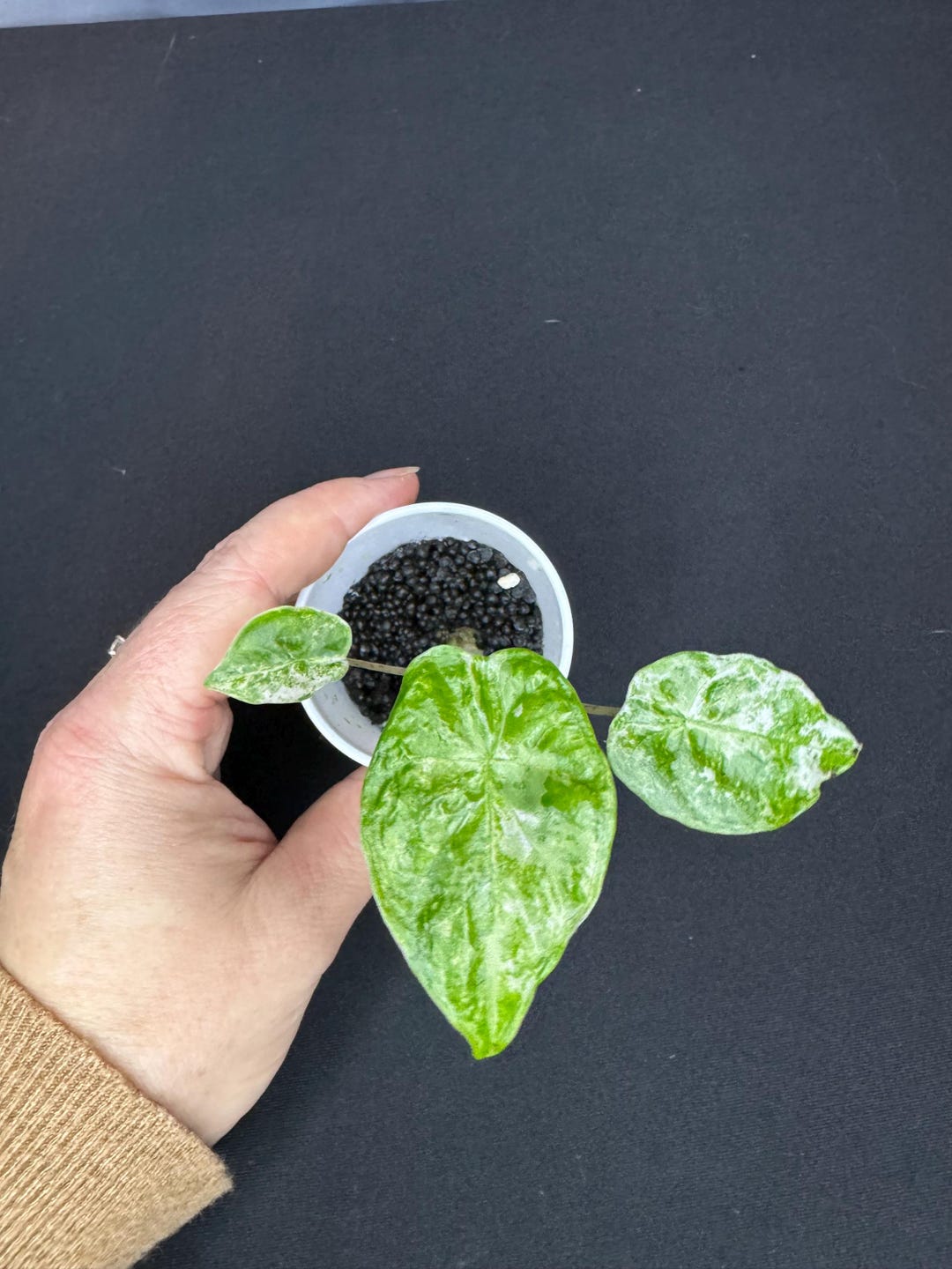 Alocasia Odora Batik Starter - Etsy