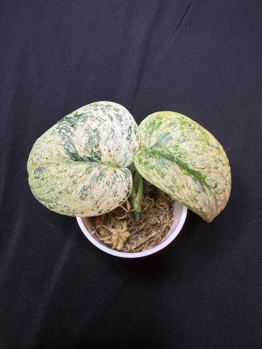 Scindapsus Halimoon - Etsy