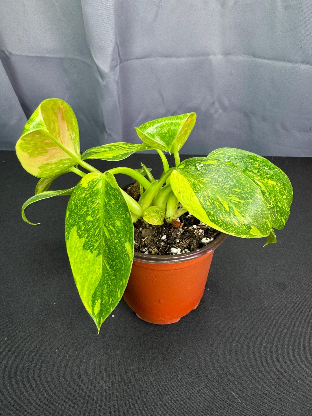 Green Congo Nuclear - Etsy