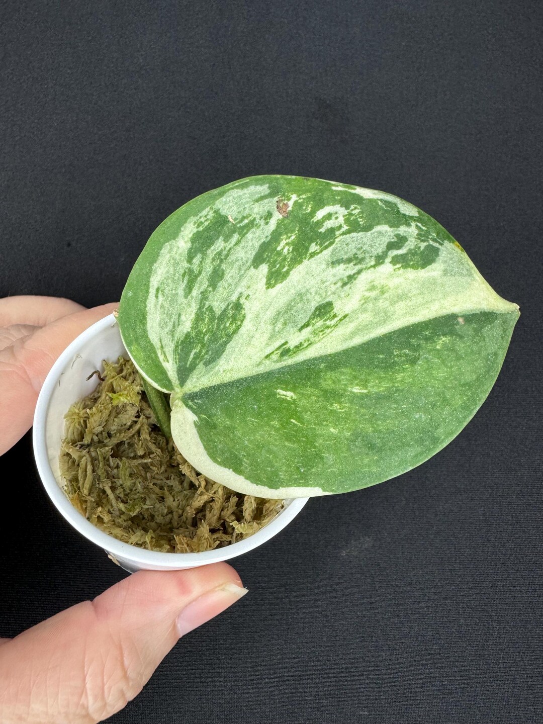 RARE- Scindapsus Silver Knight Infinity - Etsy