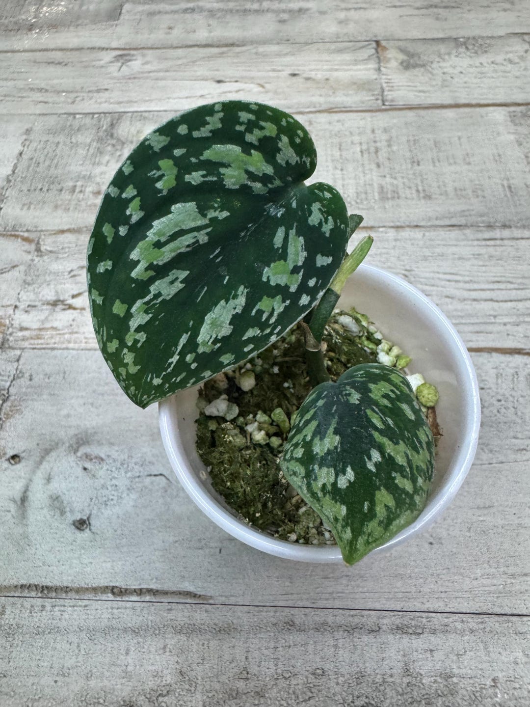 Scindapsus Snake Scale - Etsy