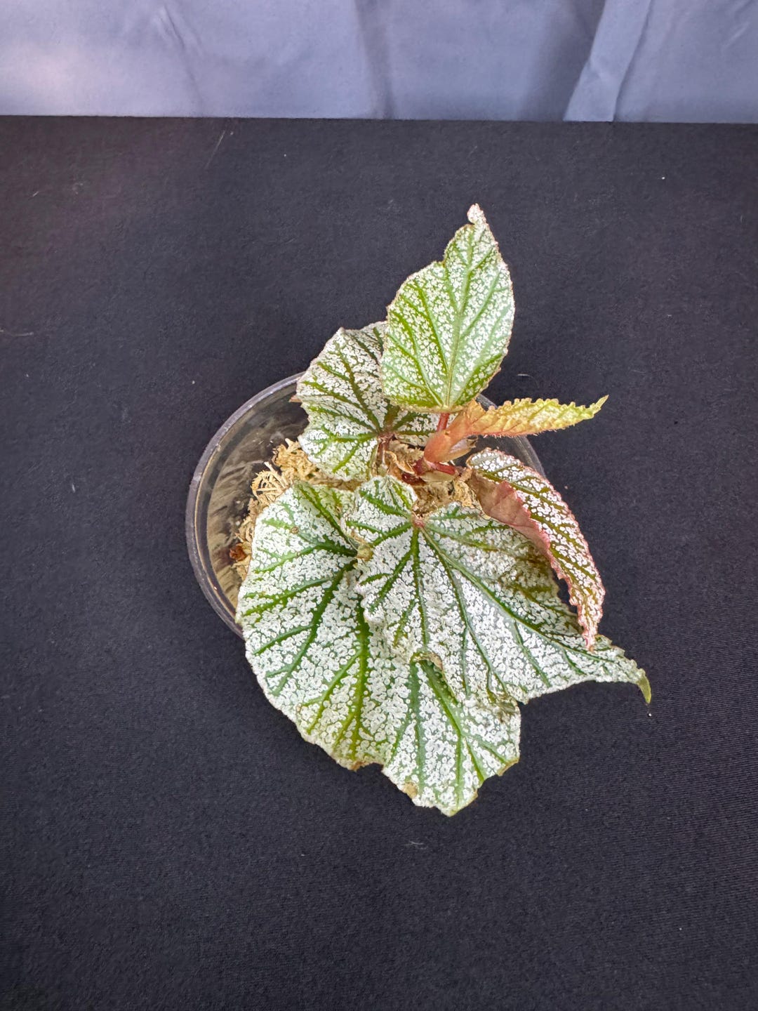 White Ice Begonia - Etsy