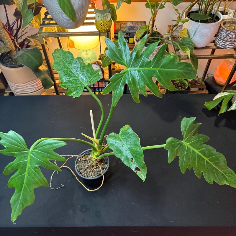 Philodendron - Etsy