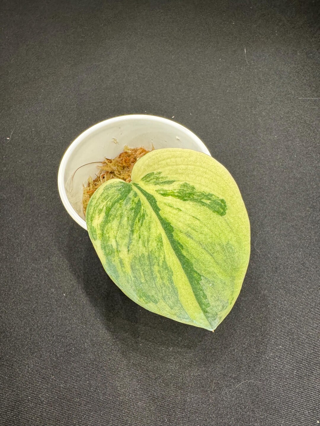 Scindapsus Silver Knight Infinity. Ultra Rare - Etsy