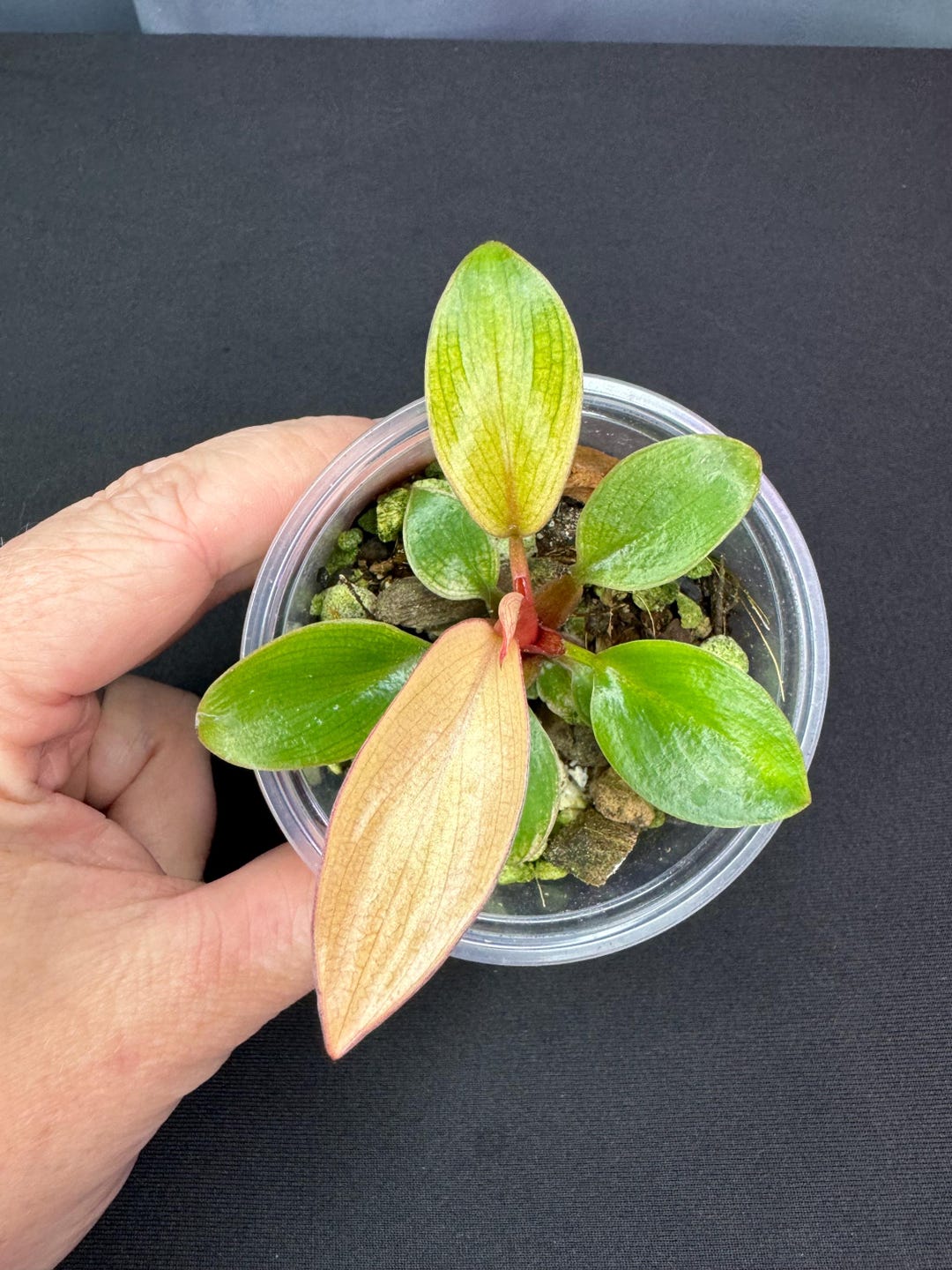 Philodendron Red Congo Mint - Etsy