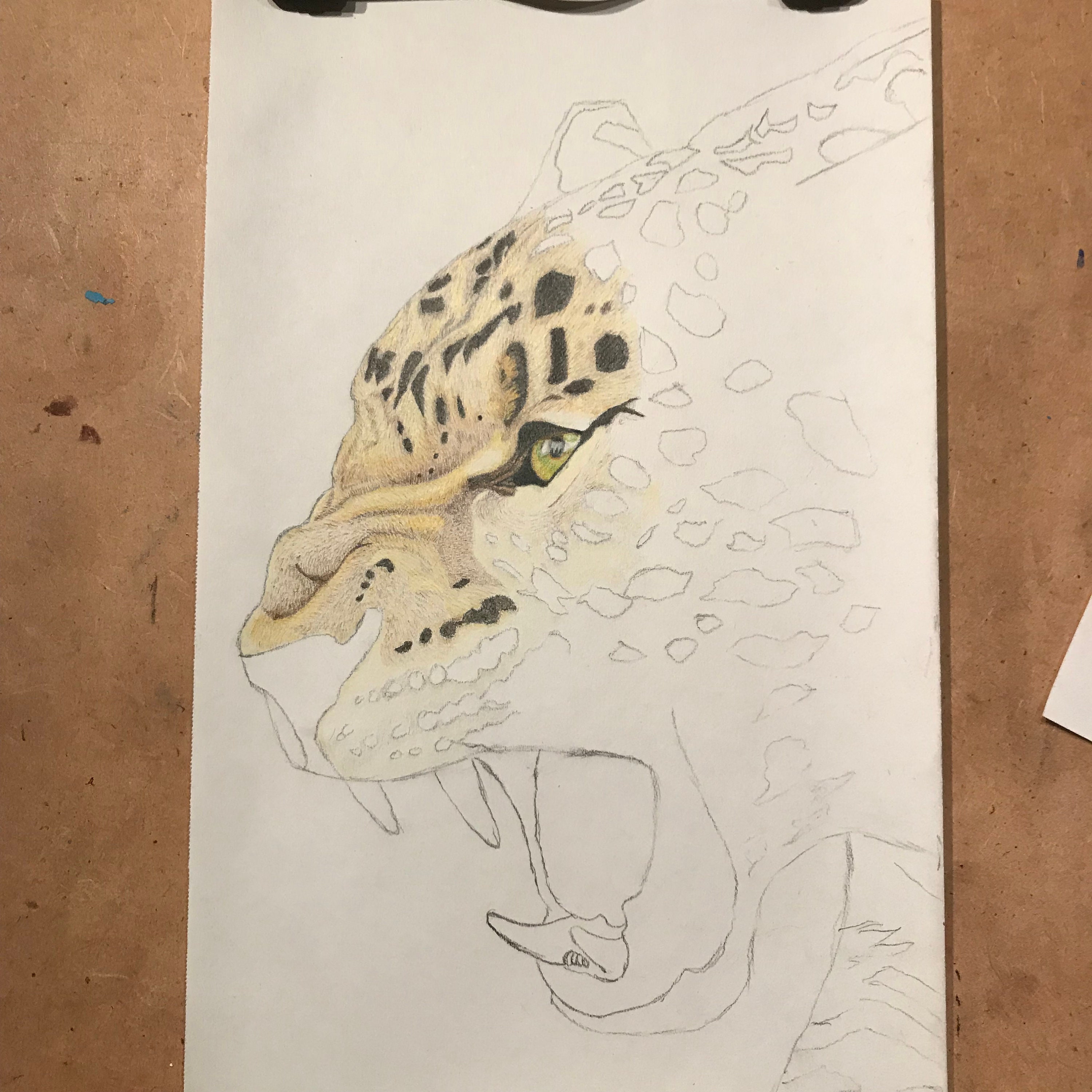 Jaguar Snarling- Wildlife Art Print- Color Pencil Drawing - Etsy