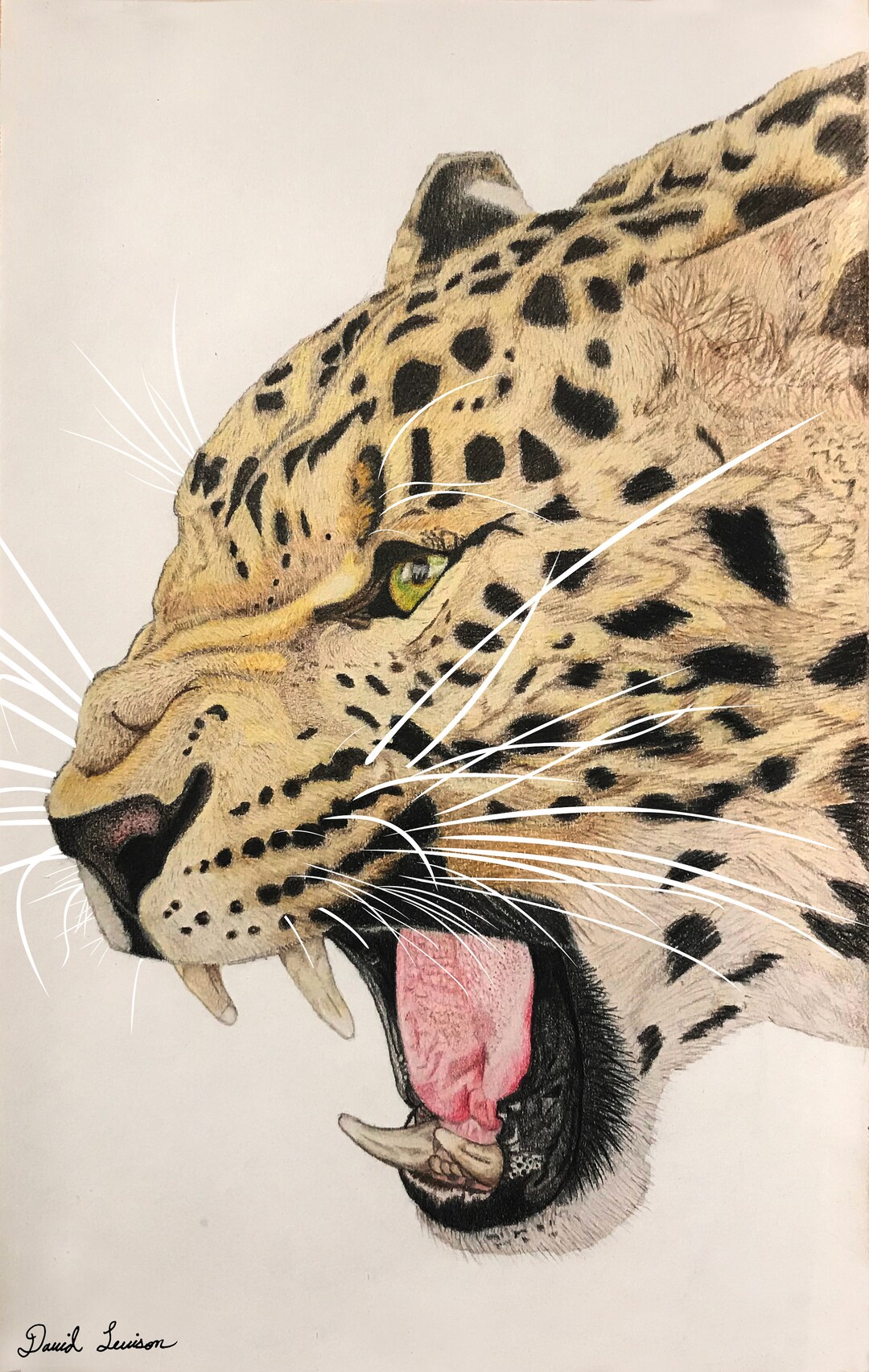 Jaguar Snarling- Wildlife Art Print- Color Pencil Drawing - Etsy