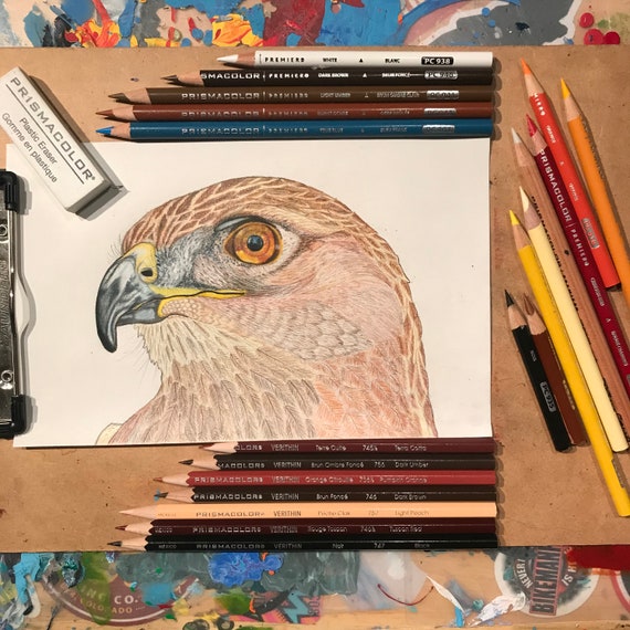 Hawk Drawing Color