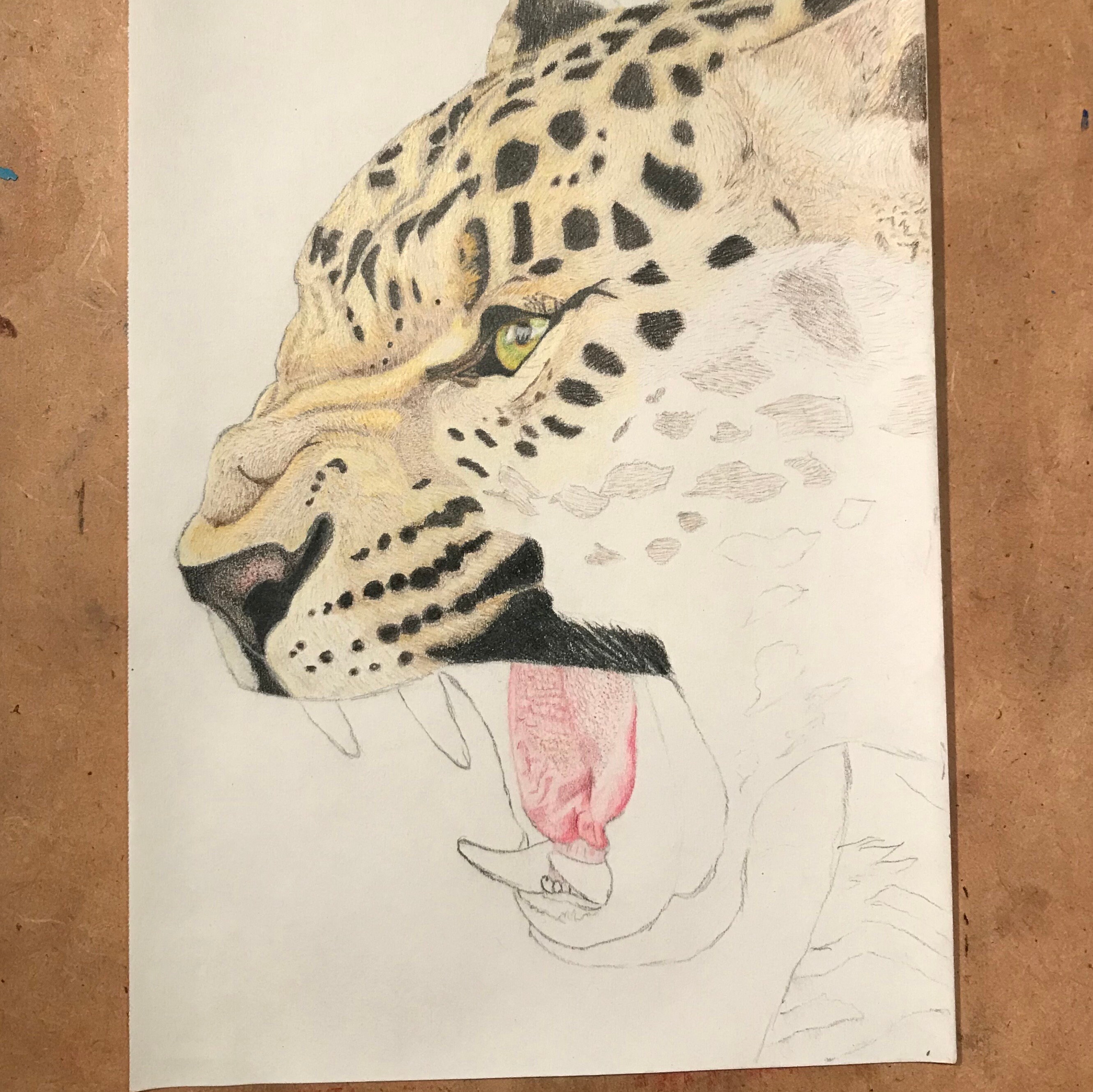 Jaguar Snarling Wildlife Art Print Color Pencil Drawing - Etsy