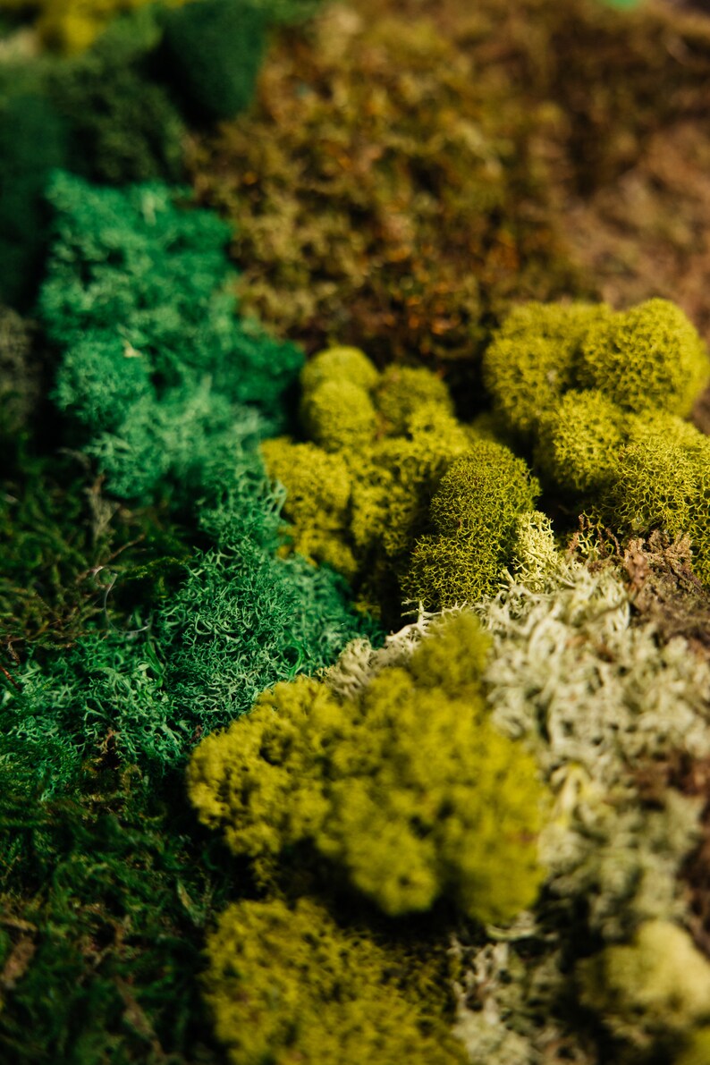 3D Moss Panels | Corner Moss Wall Art Decor | Custom Made Preserved ...