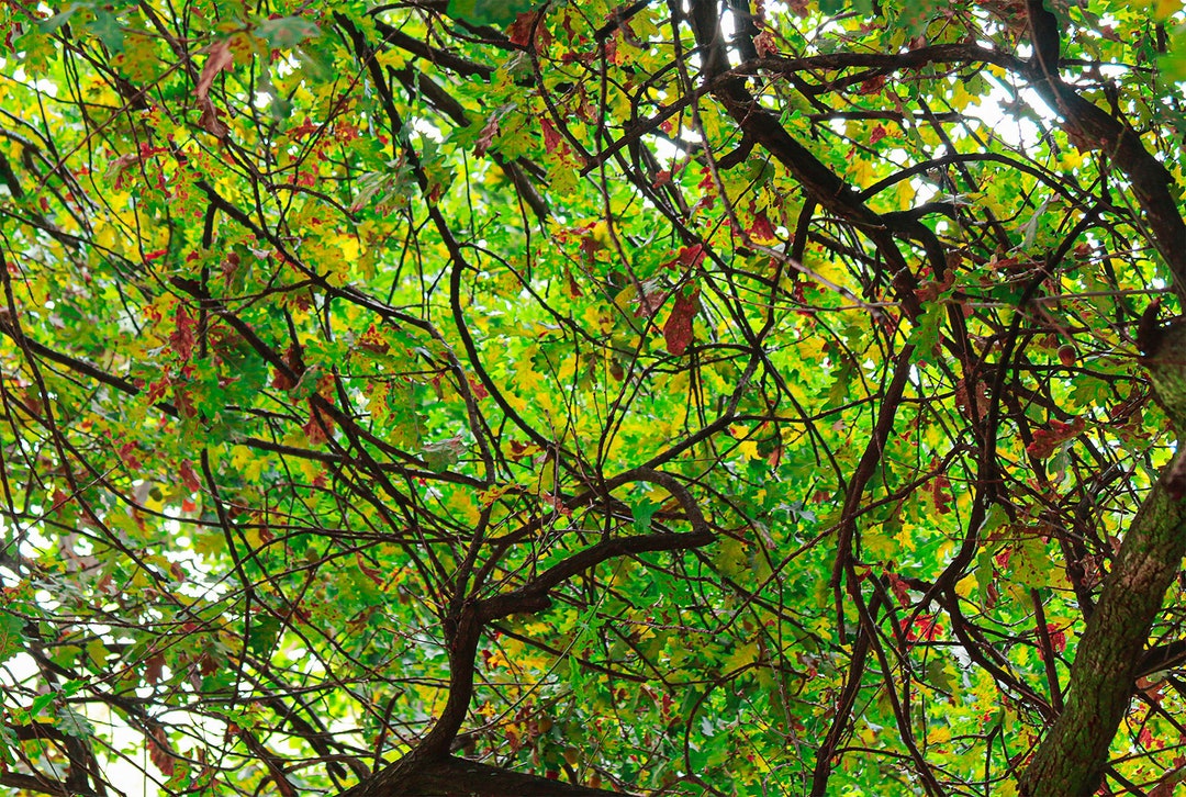 Floral Tree Canopy for Digital Prints Floral Tree Canopy Wall Art Home ...