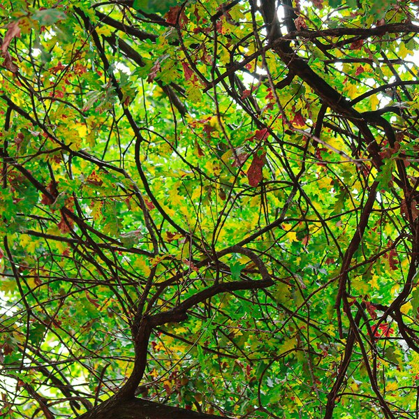 Tree Canopy - Etsy