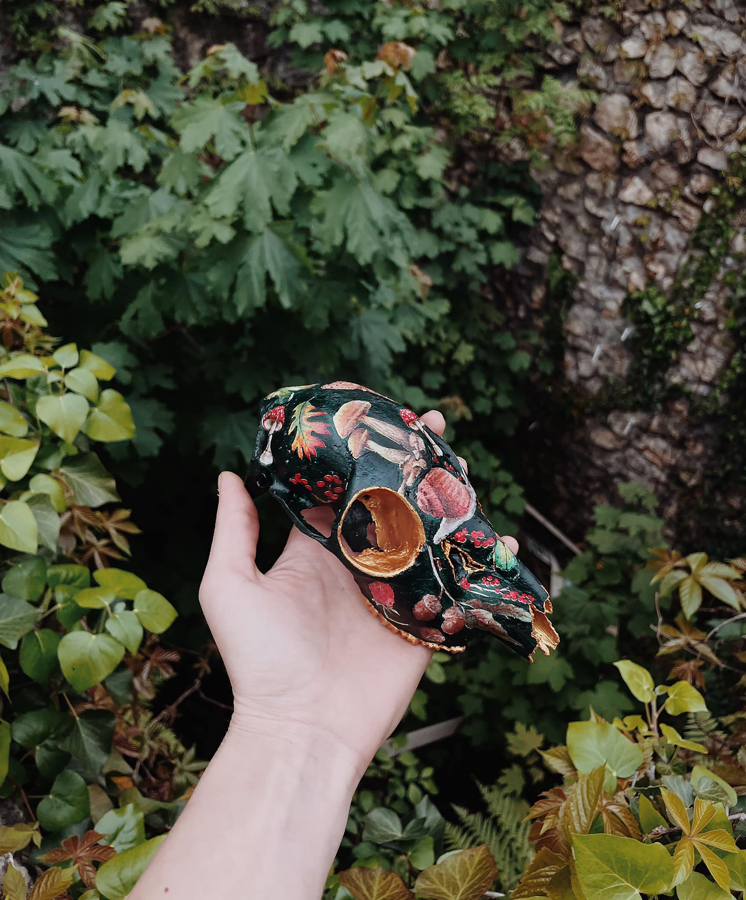 Real Female Deer Skull - Etsy