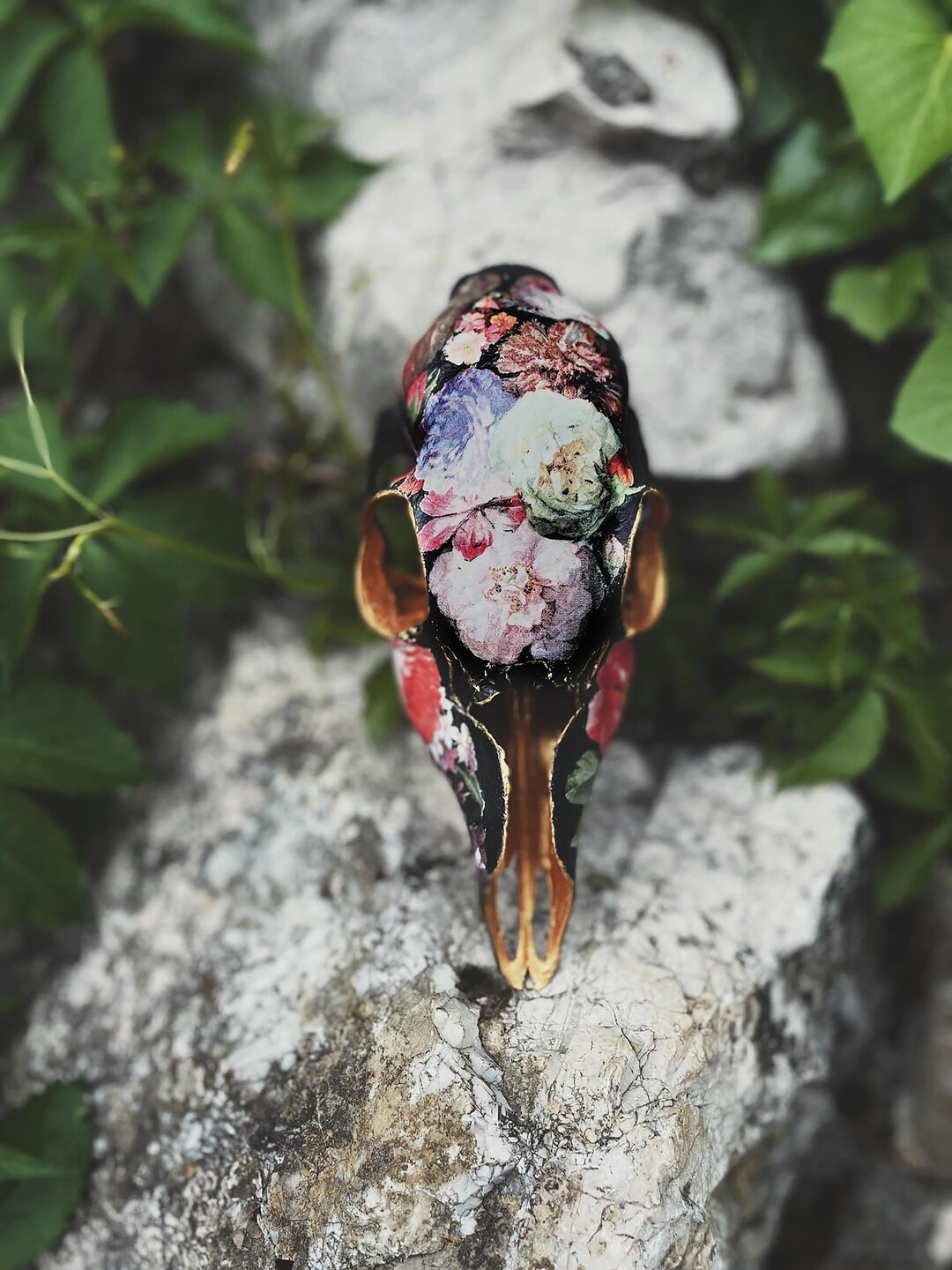 Real Female Deer Skull - Etsy