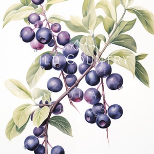 Watercolor Huckleberry Branch Poster Print, Huckleberry Print, Montana ...