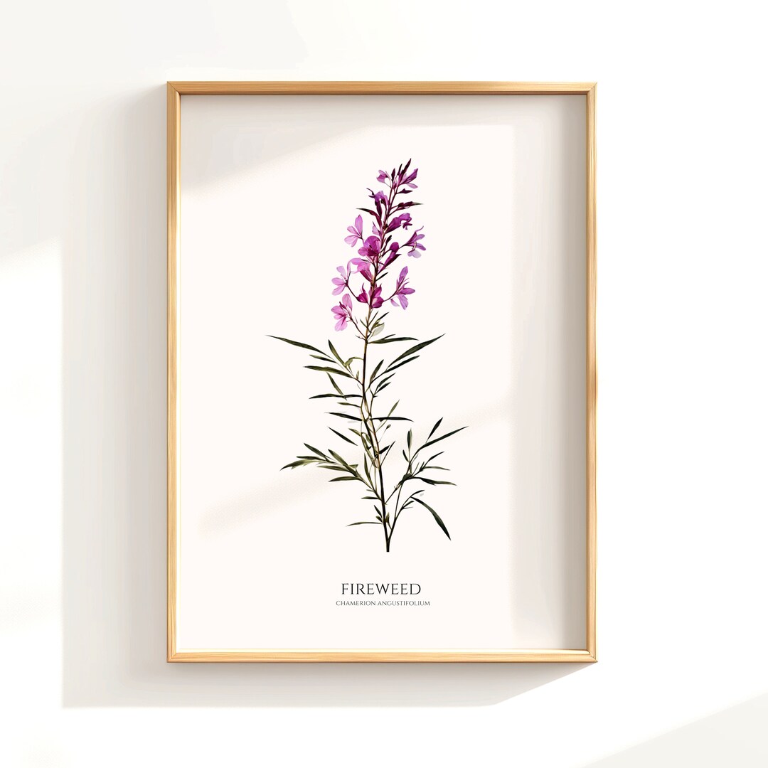 Fireweed Wildflower Poster, Wildflower Print, Wildflower Art, Glacier ...