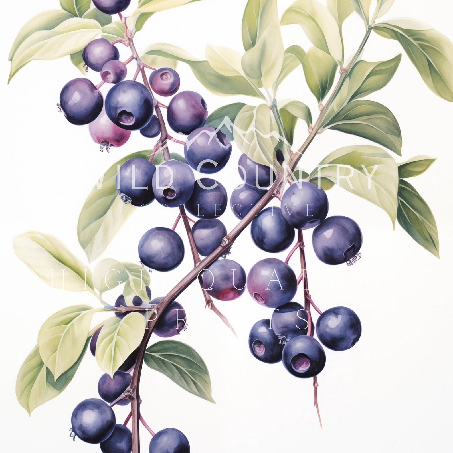 Watercolor Huckleberry Branch Poster Print, Huckleberry Print, Montana ...