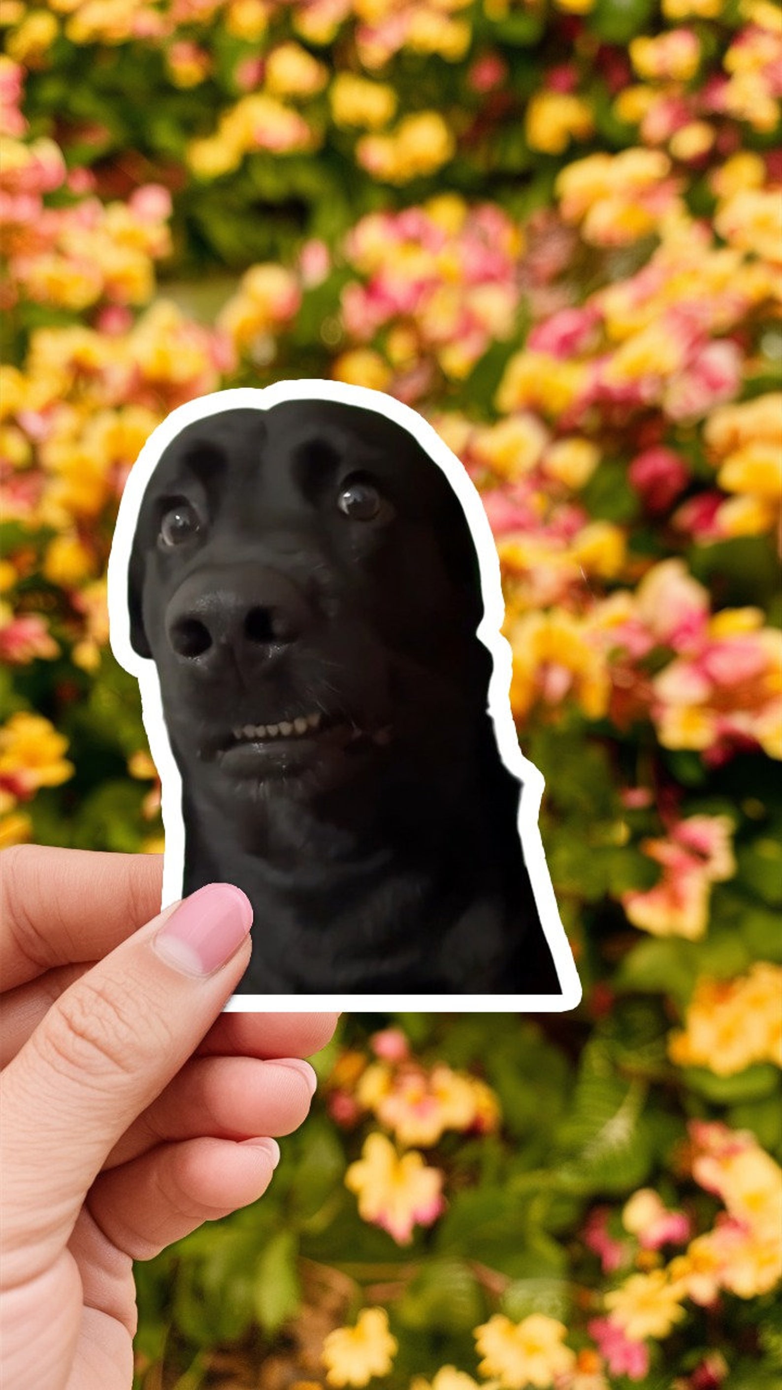 Dog Awkward Meme Stciker Nervous Dog Meme Sticker Scared Dog Meme ...