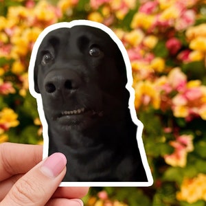Dog Awkward Meme Stciker Nervous Dog Meme Sticker Scared Dog Meme ...