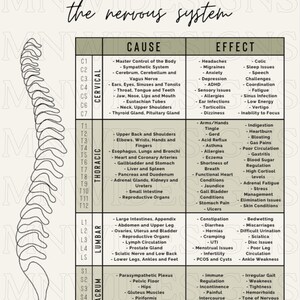 Effects of Subluxation Nerve Chart Nervous System Educational Poster ...