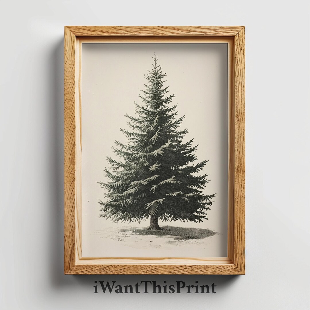 Vintage Fir Print Printable Christmas Tree Fir Botanical Sketch Vintage ...