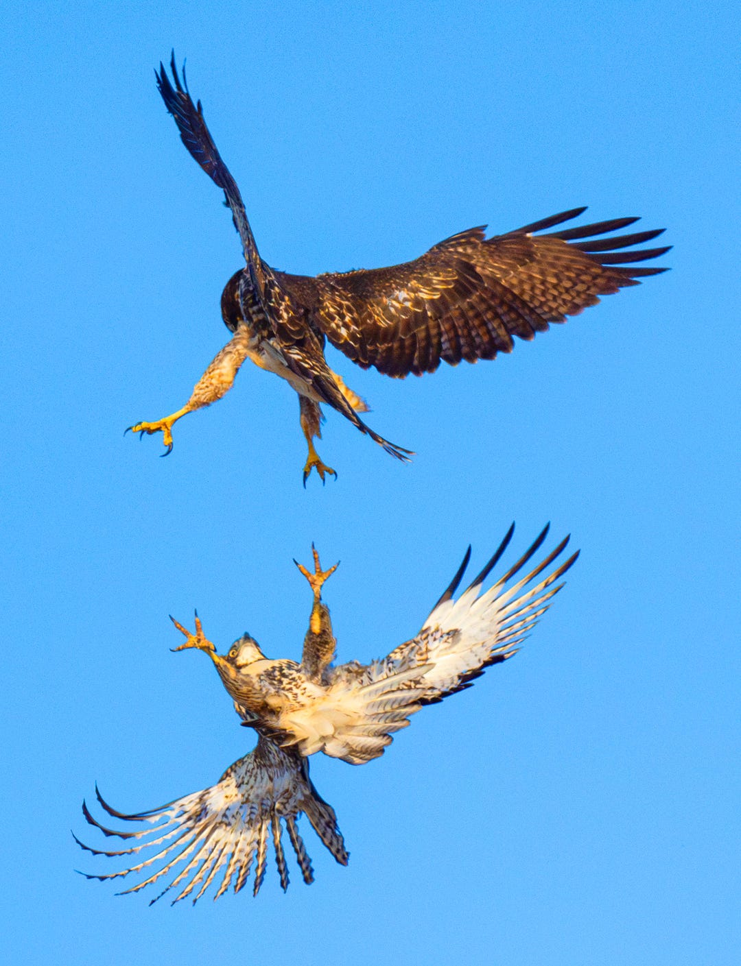 Red-tailed Hawks Sky Dance Art Print: Raptor Rapture - Etsy