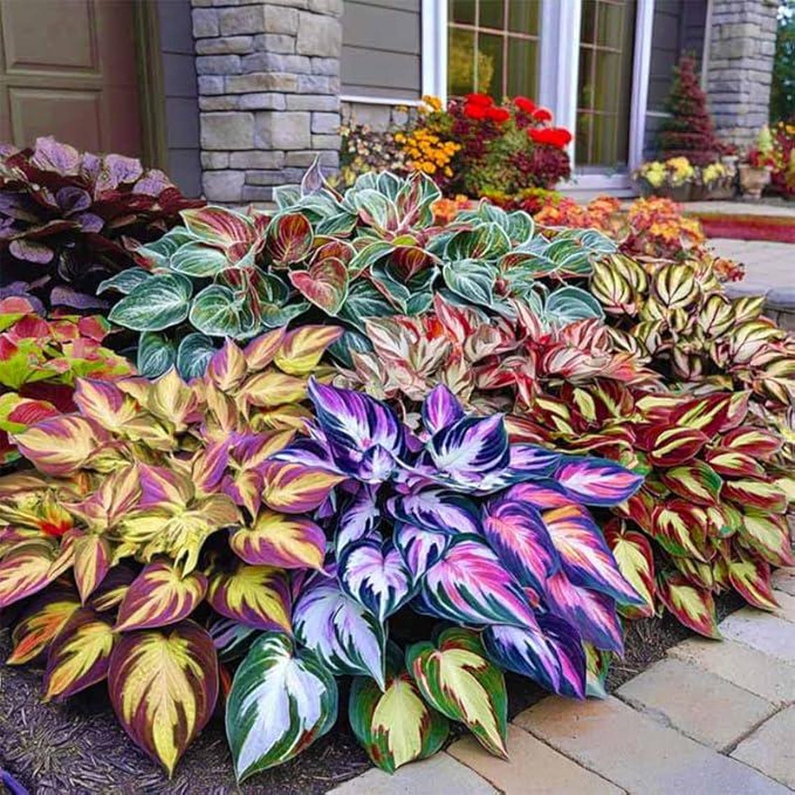30+ Mixed Color Hosta Seeds for Planting - Etsy