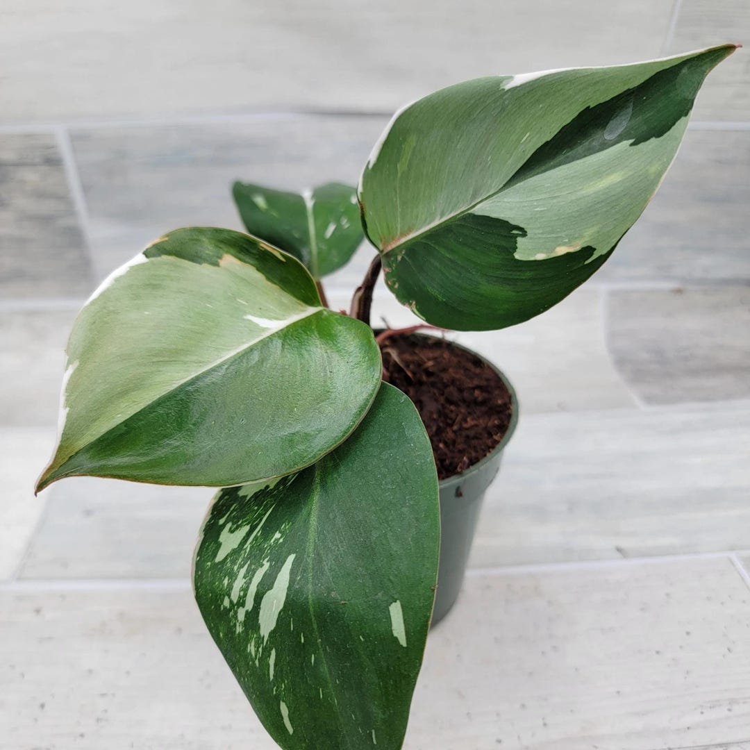 Philodendron White Knight – Rare Variegated Live Houseplant in 3” Pot ...