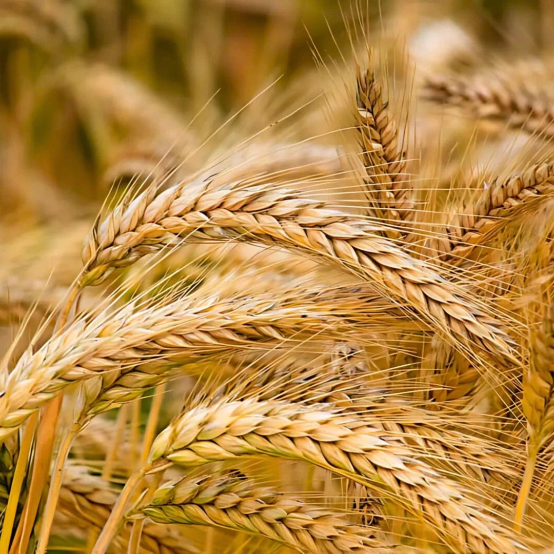 Hulless Barley Seeds | Heirloom Non-gmo Grain - Etsy