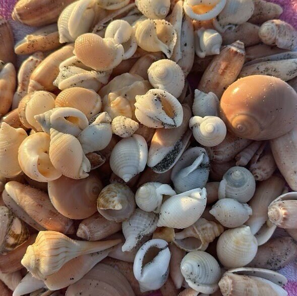 Scotch Bonnet Sea Shells x3 beach Wedding Decor-sea Shells-sea Shells ...