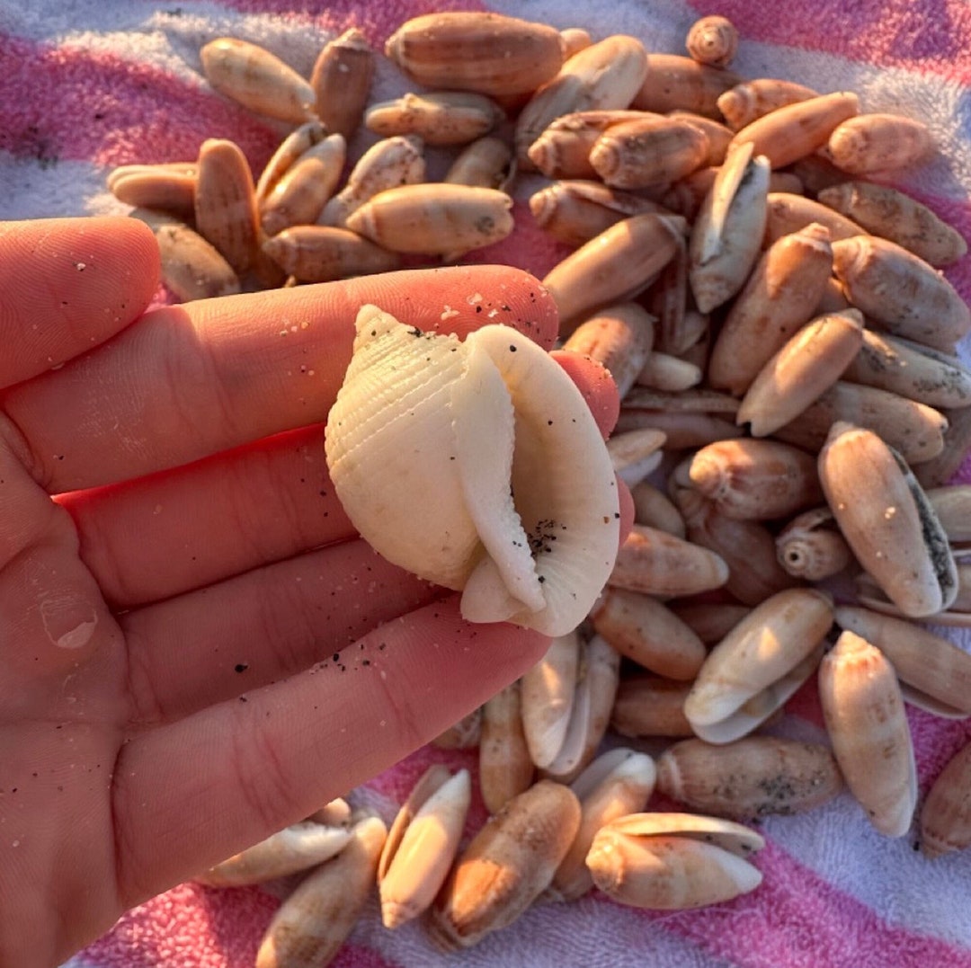 Scotch Bonnet Sea Shells x3 beach Wedding Decor-sea Shells-sea Shells ...