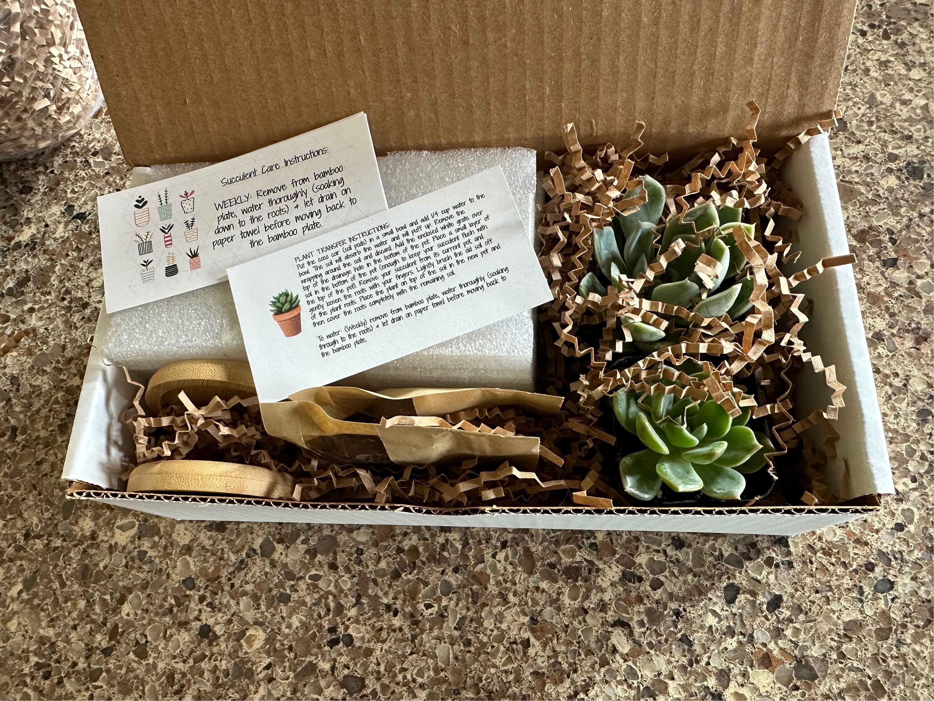 Teacher Appreciation Mini Succulent Flower Pot - Etsy