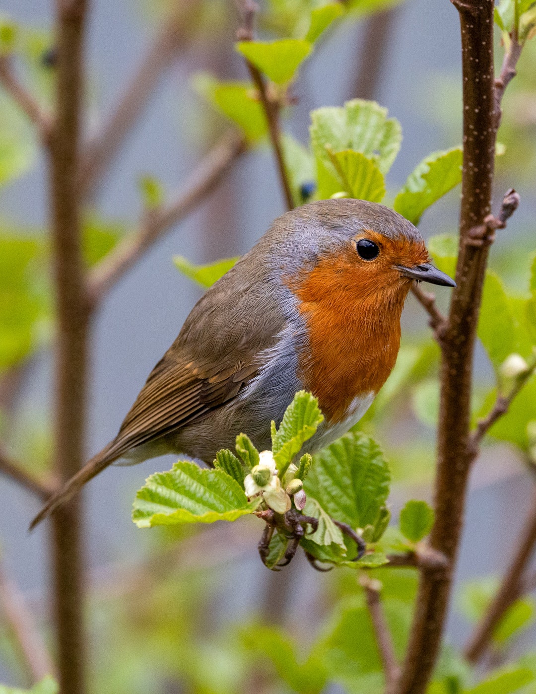 Close up of a Robin Red Breast. Iconic British Bird, Symbolic of ...