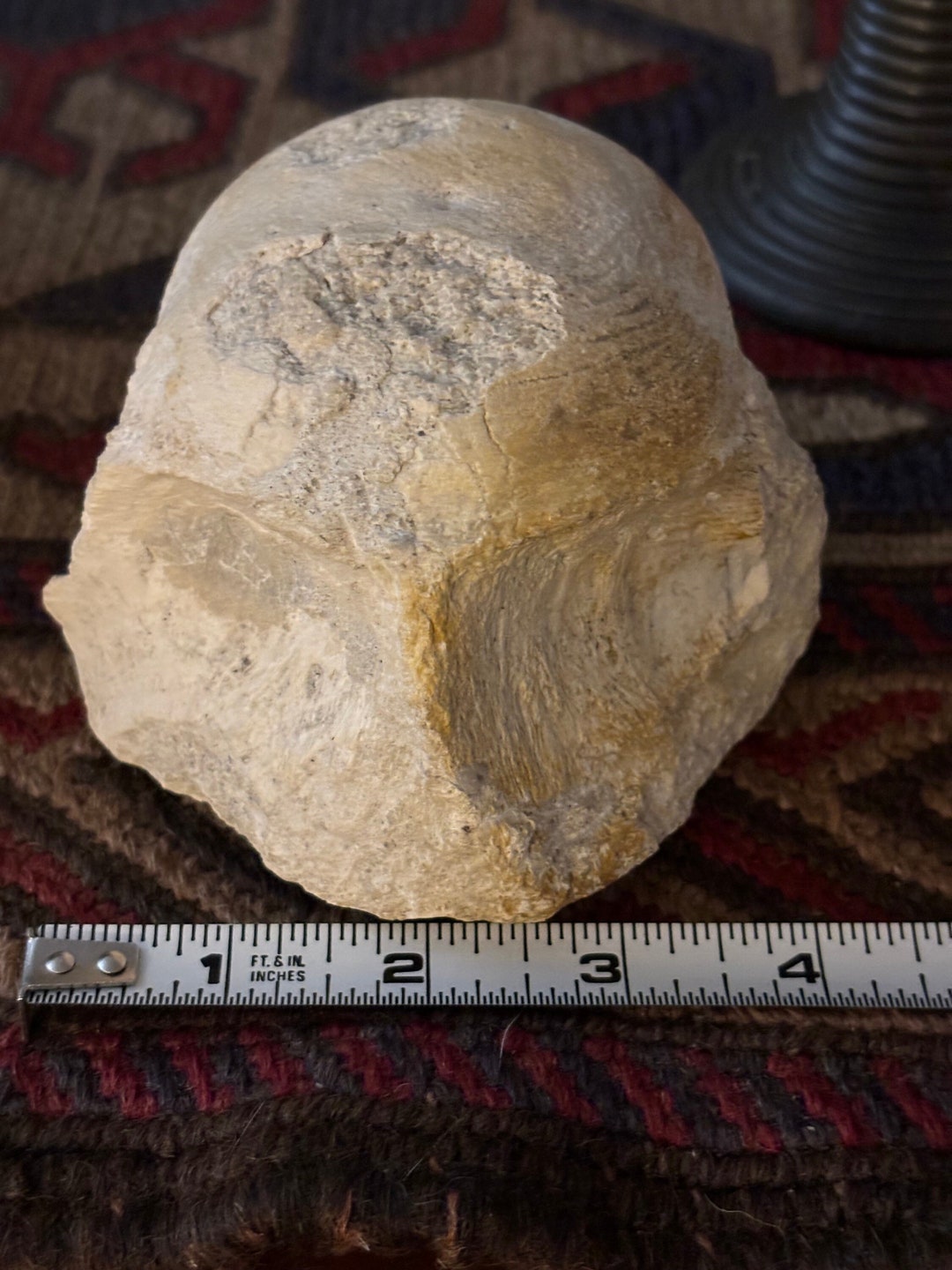 Titanothere Vertebrae Fossil - Etsy