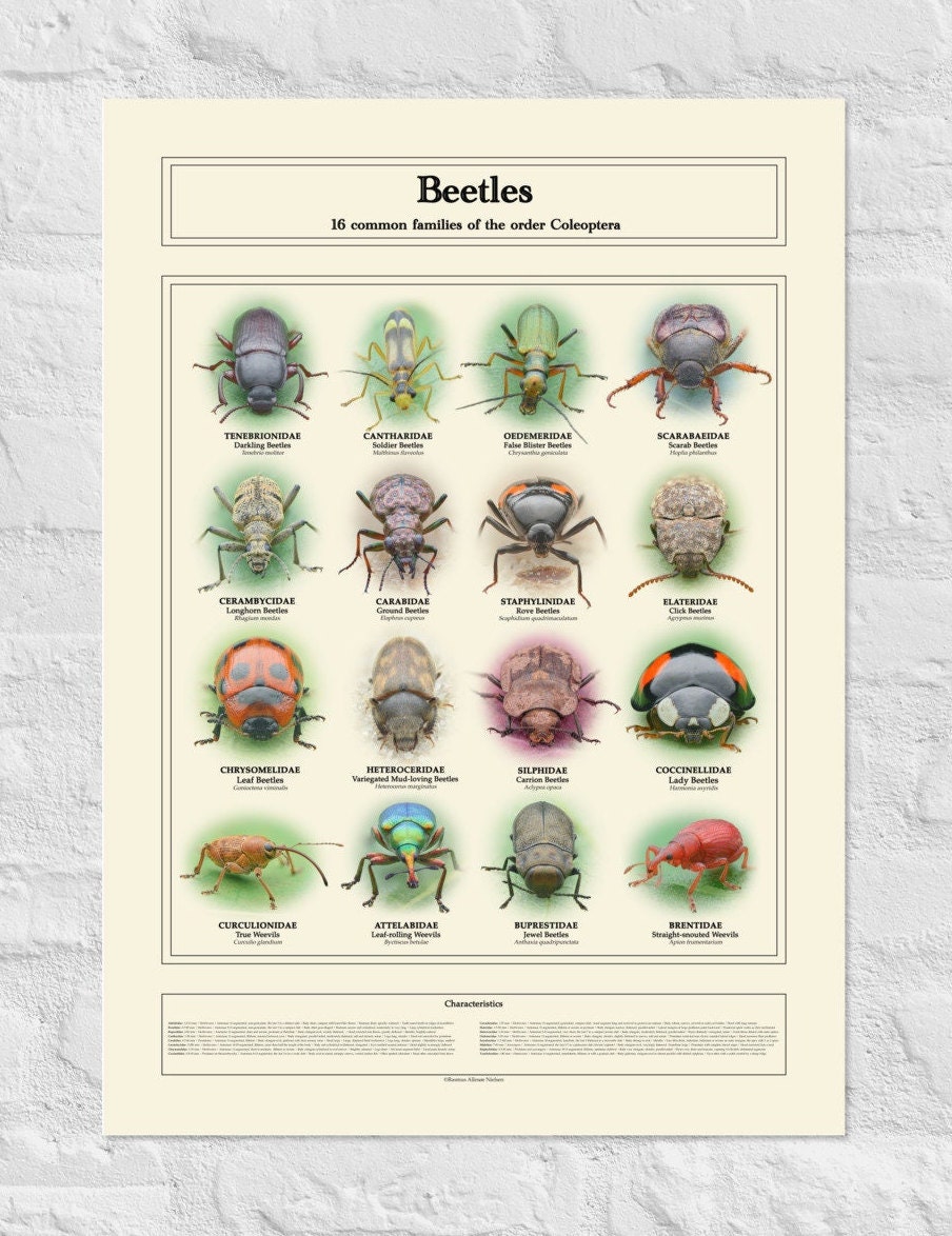 Beetle coleoptera Families Identification Poster High Quality Photos ...