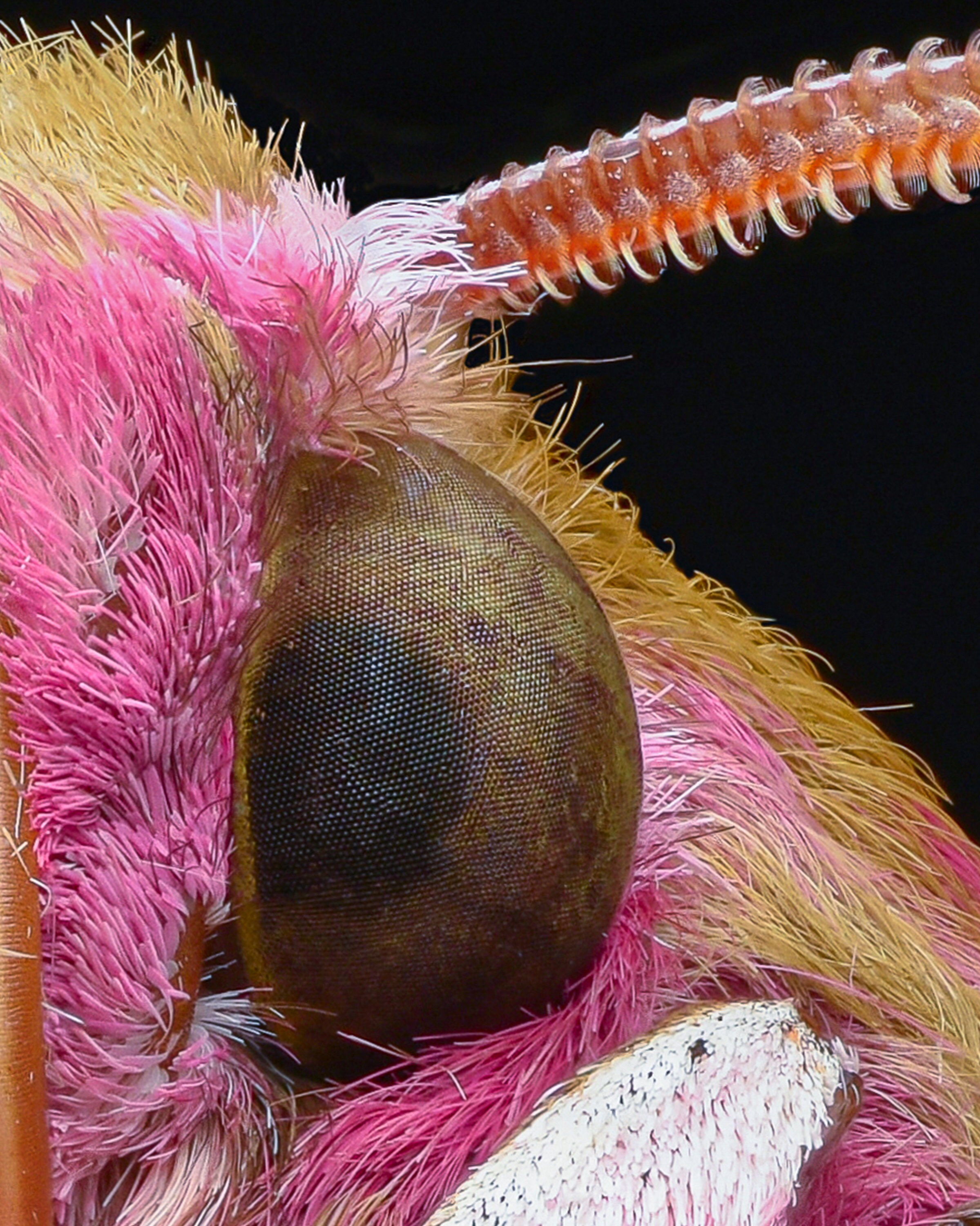 Cute Pink Color Moth Portrait Photo Print, Elephant Hawk Moth ...