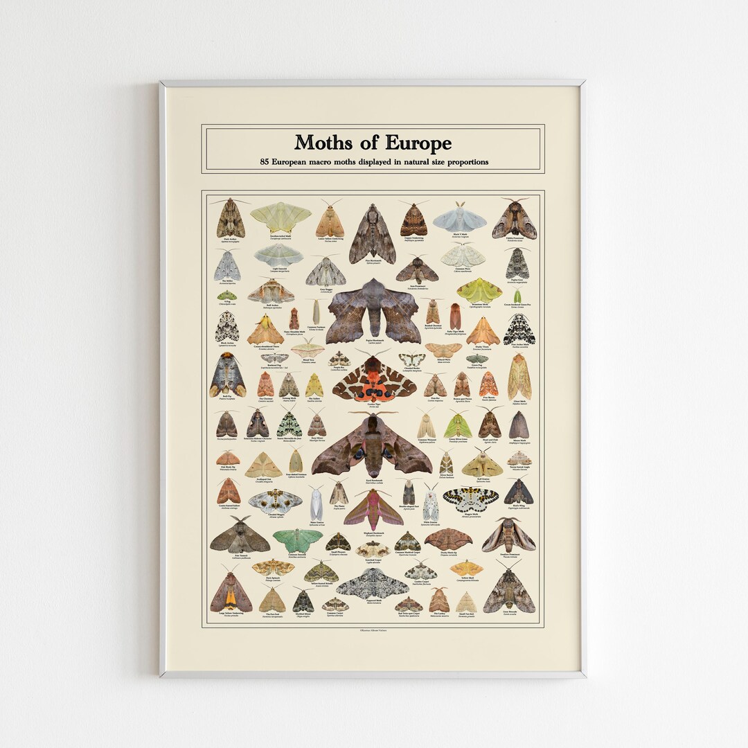 Educational Scientific Moth Species Identification Photo Poster, Nature ...