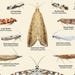 Educational Scientific Micro Moth Species Identification Photo Poster ...