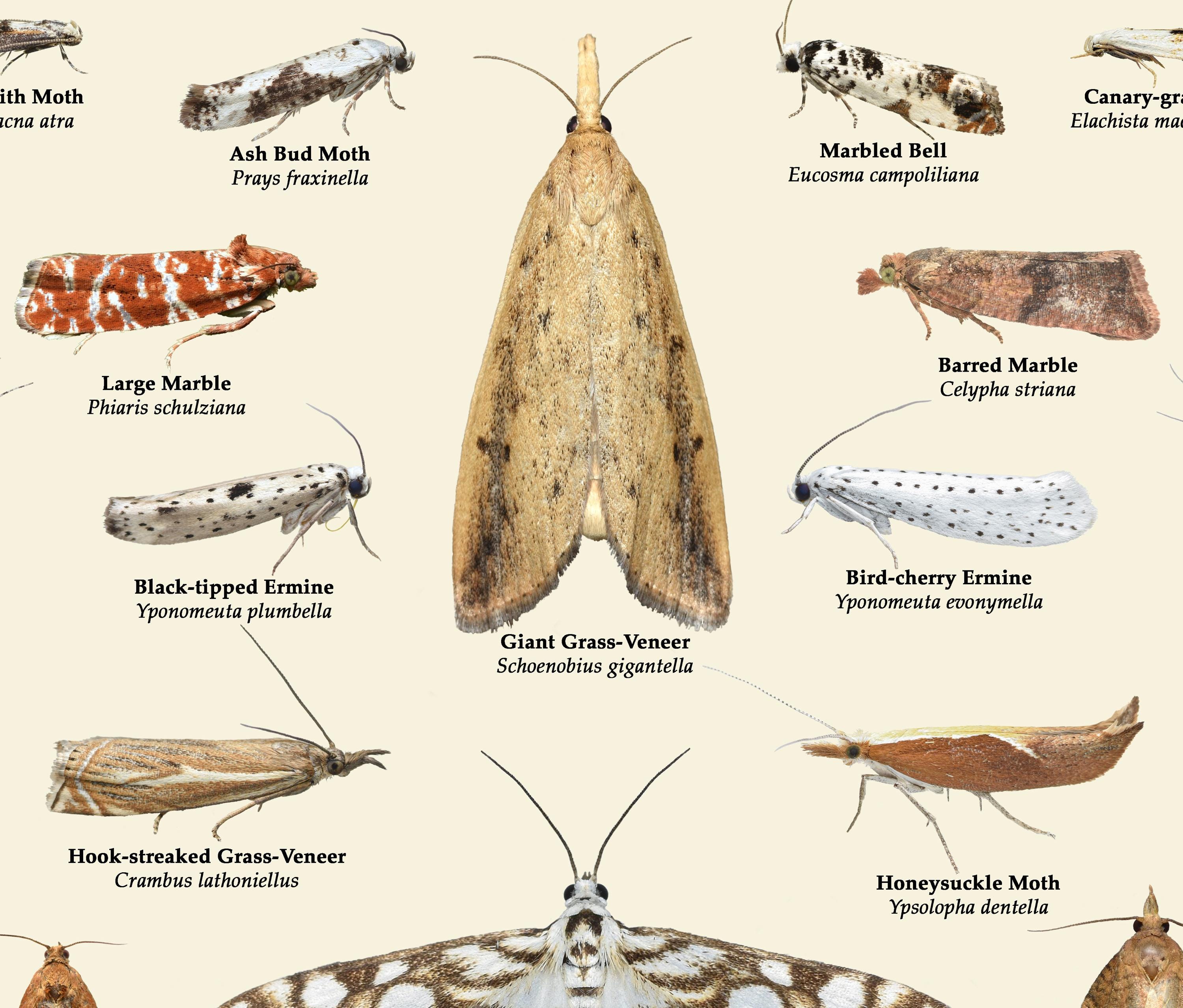 Educational Scientific Micro Moth Species Identification Photo Poster ...