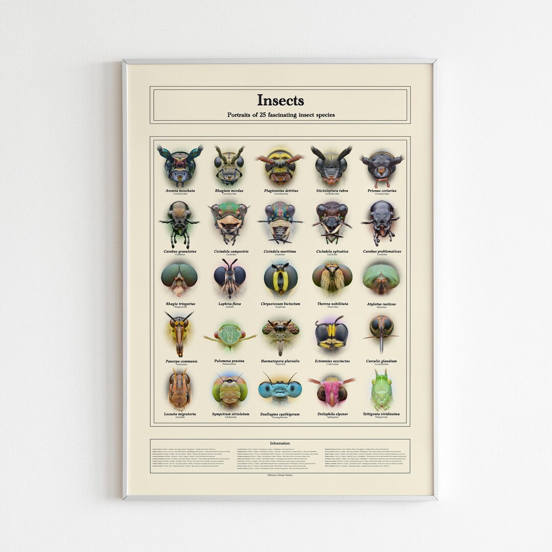 Educational Scientific Insect Species Head Identification Poster ...