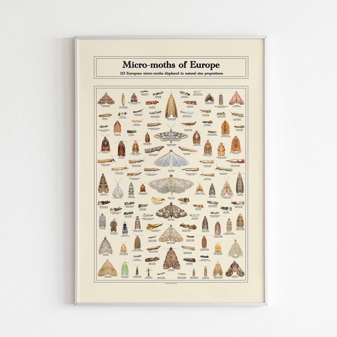 Educational Scientific Micro Moth Species Identification Photo Poster ...