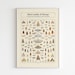 Educational Scientific Micro Moth Species Identification Photo Poster ...