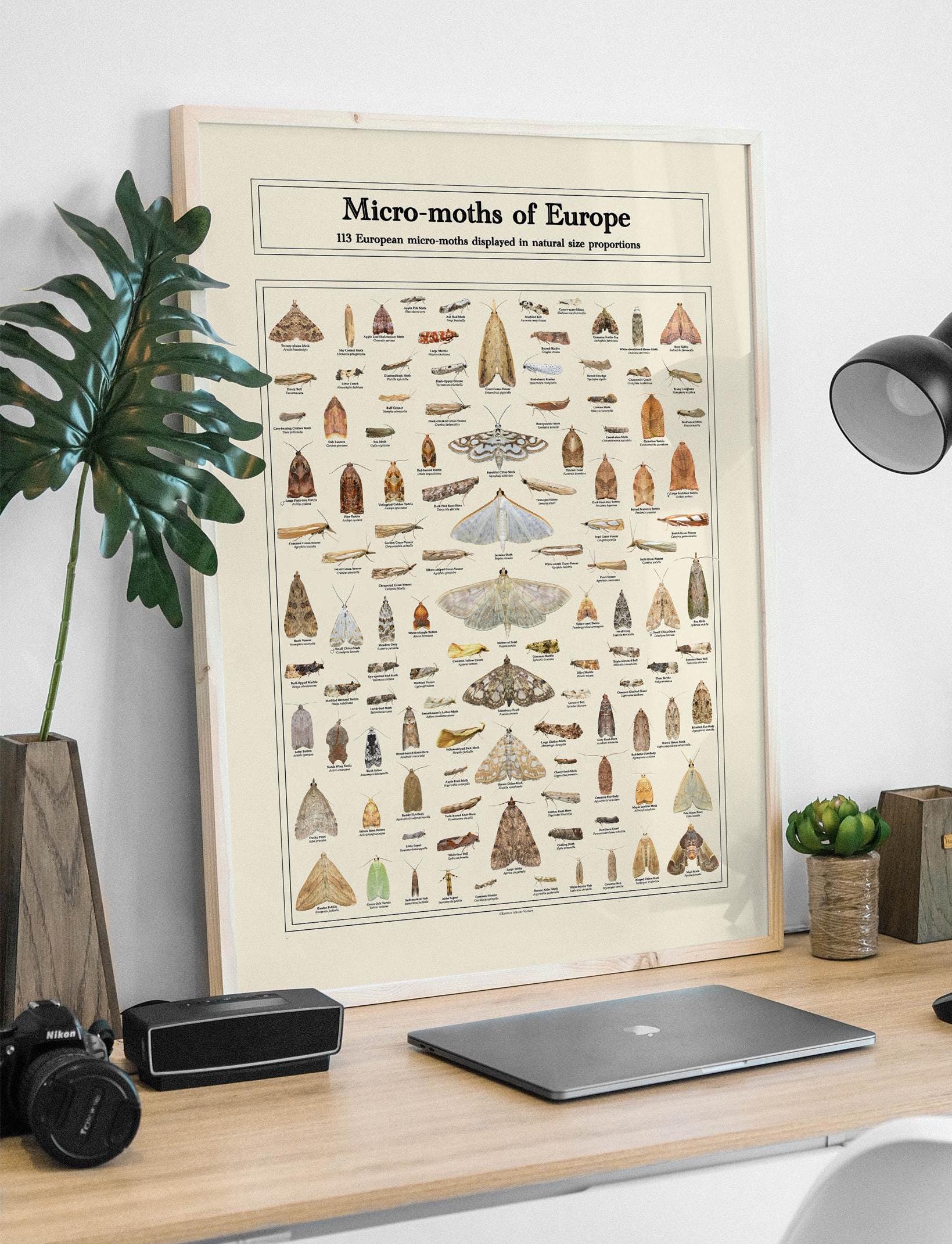 Educational Scientific Micro Moth Species Identification Photo Poster ...