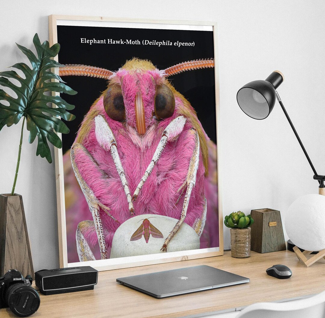 Cute Pink Color Moth Portrait Photo Print, Elephant Hawk Moth ...