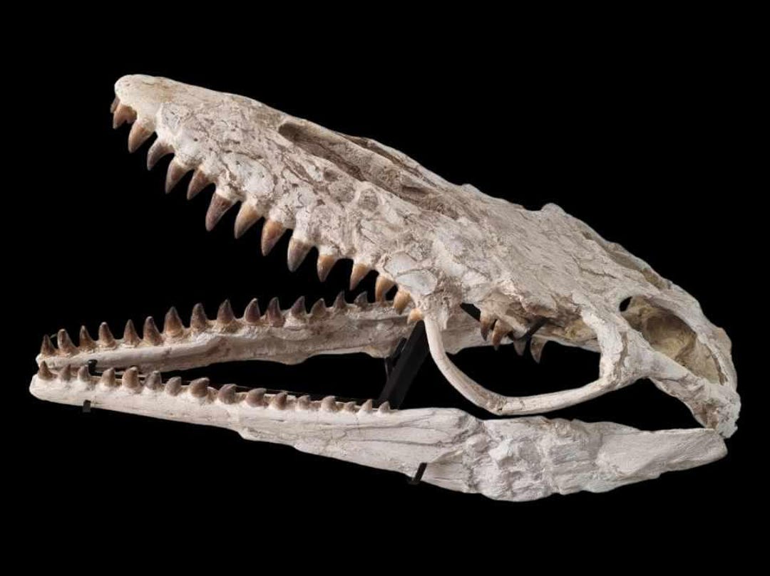 Authentic Mosasaurus Skull Fossilized Prehistoric Jurassic Era ...