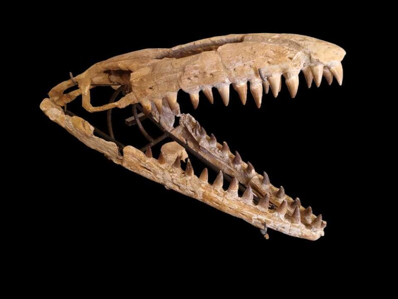 Authentic Mosasaurus Skull Prehistoric Jurassic Era Fossils Cretaceous ...